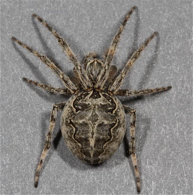 Bridge Spider, Larinioides scolpetarius